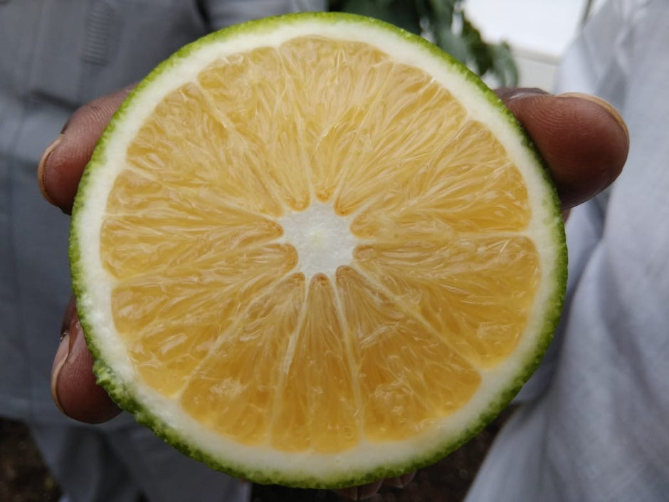 Buy Lime Lemon Plants Online at Best Prices – jaihindnursery