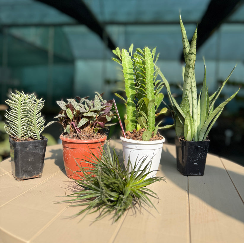 Combo pack of 5 best plant Indoor – jaihindnursery