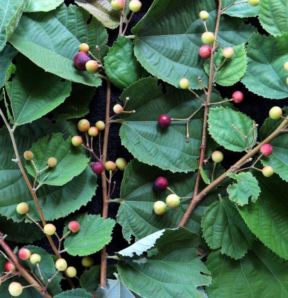 Phalsa Falsa Berry Plant | jaihindnursery Fruit Tree