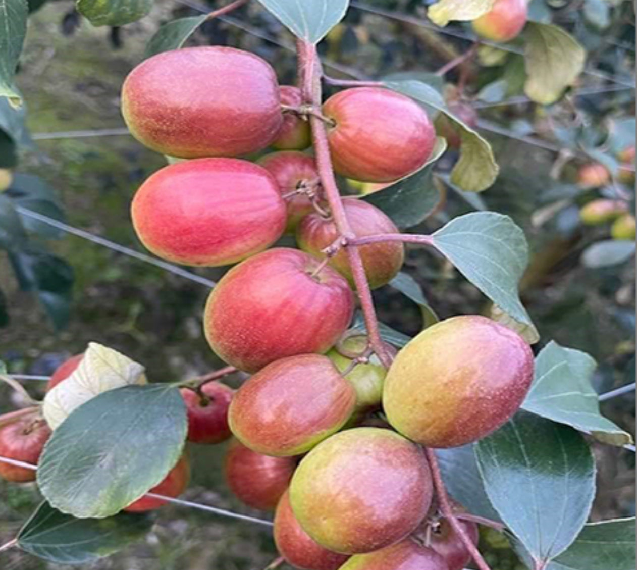 Miss India Ber plant – jaihindnursery