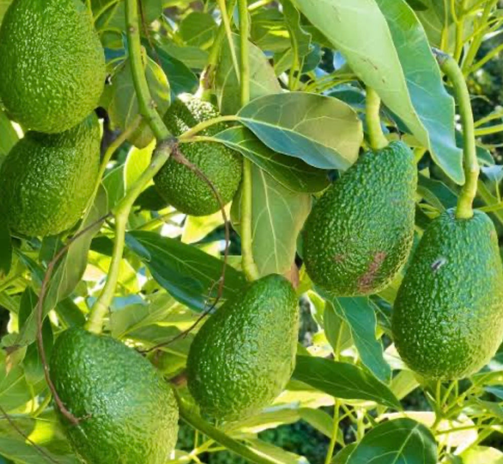 Avocado green – jaihindnursery