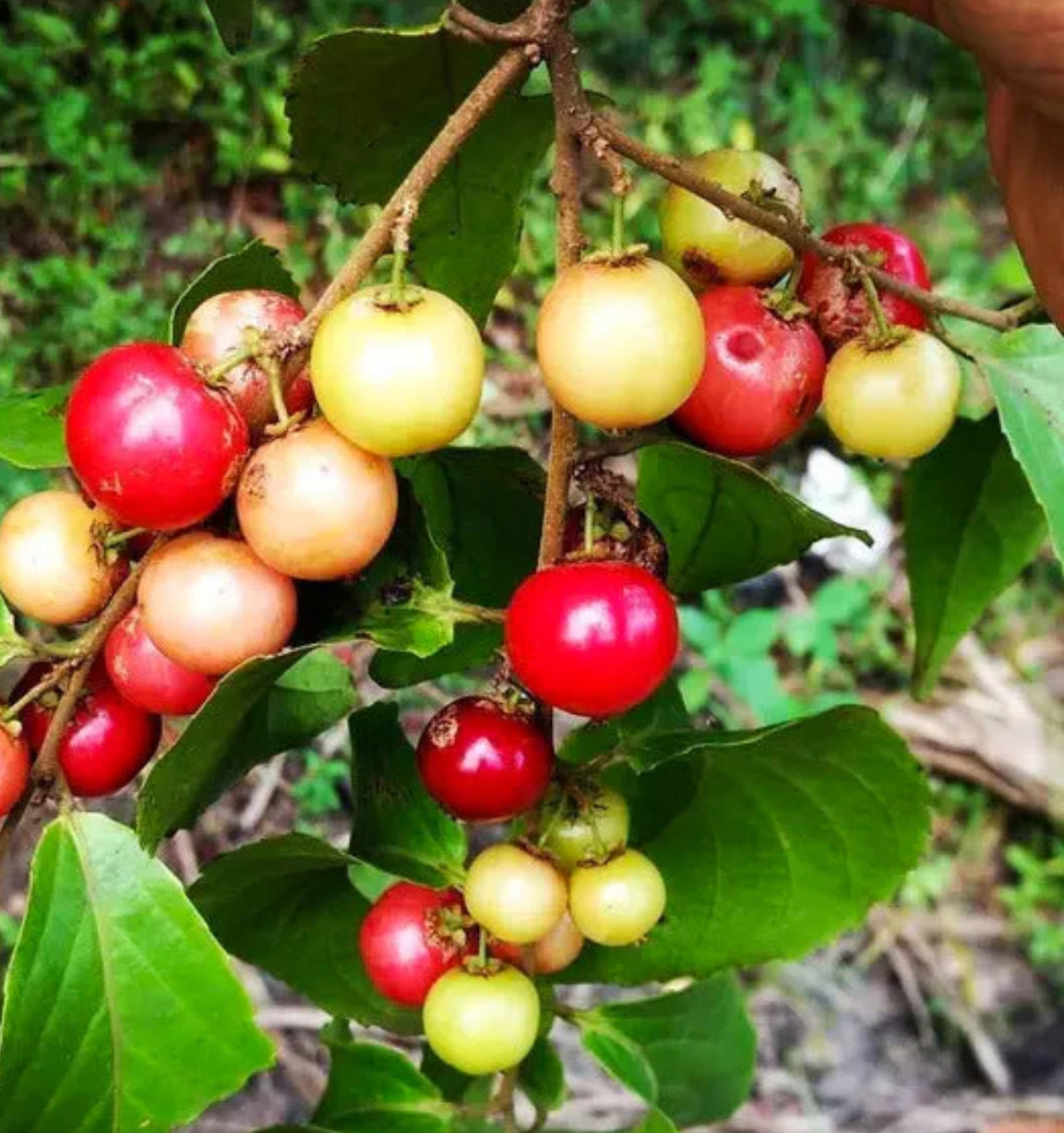 Lobby fruit plant – jaihindnursery