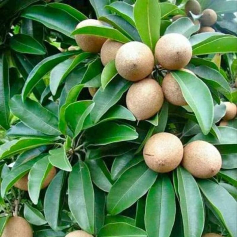 Thai Chiku Live Plant | jaihindnursery Fruit Tree