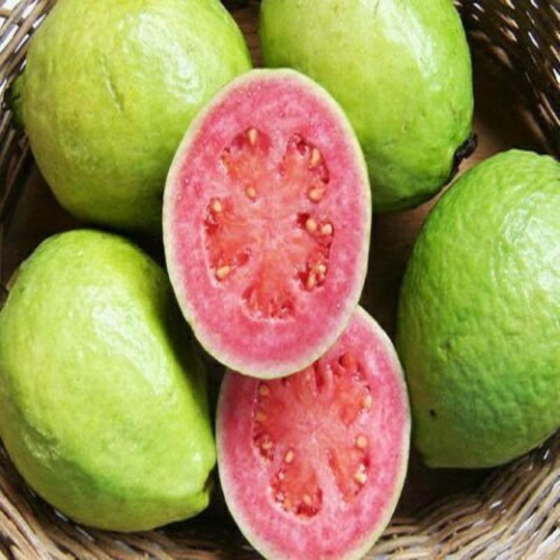 Taiwan Pink Guava Live Fruit Plant for Outdoor Garden - jaihindnursery