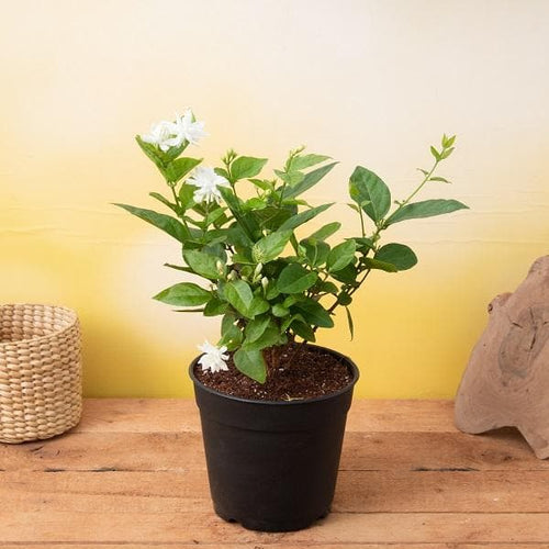 Buy Fruit Plants Online in India | Best Online Plant Nursery